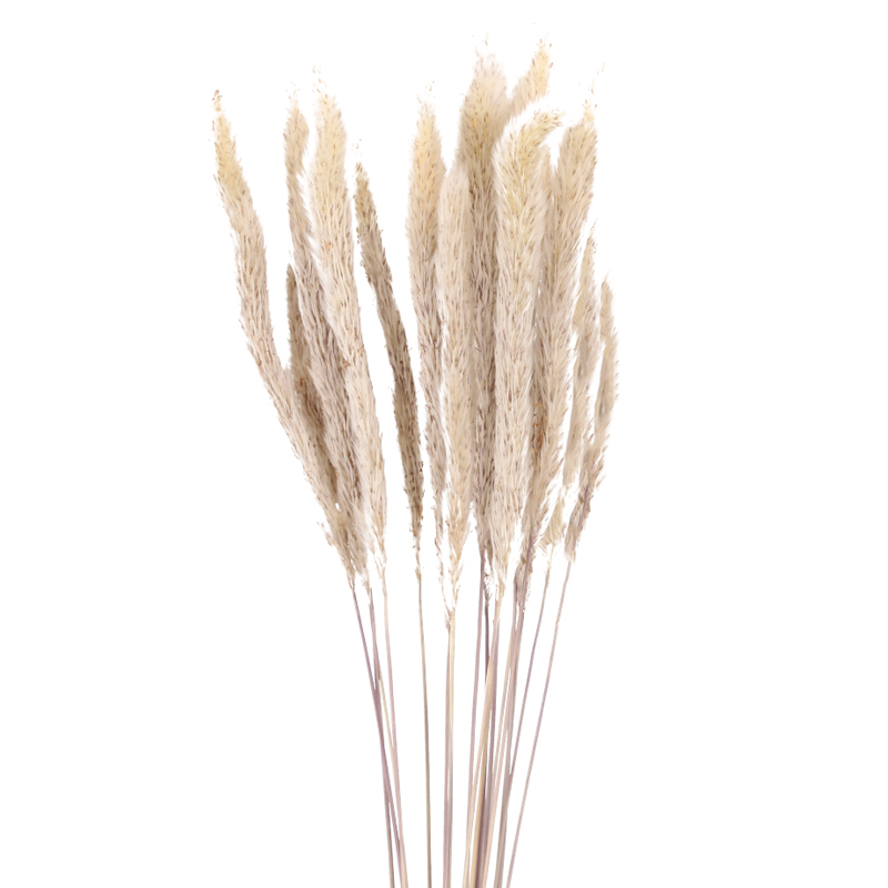 Getrochnetes Mini-Pampasgras natur 60cm - Bastelonlineshop24